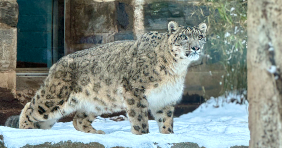 Animals at Philadelphia Zoo and Cape May County Zoo enjoy a snow day ...
