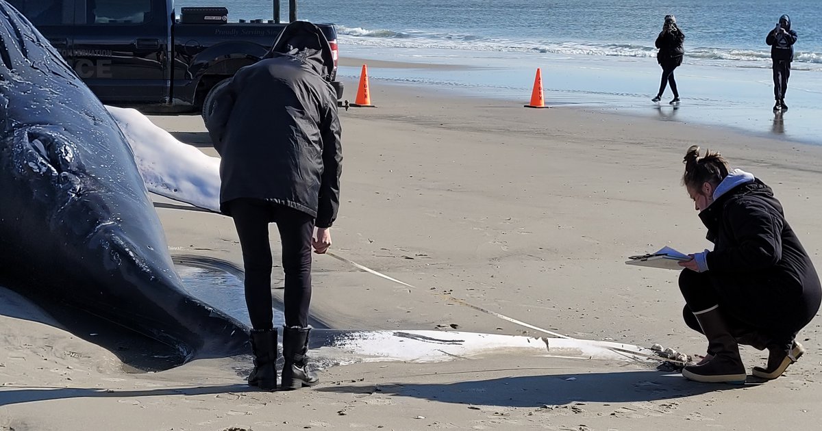 Do offshore wind turbines kill whales? N.J. protest claims they do, but ...