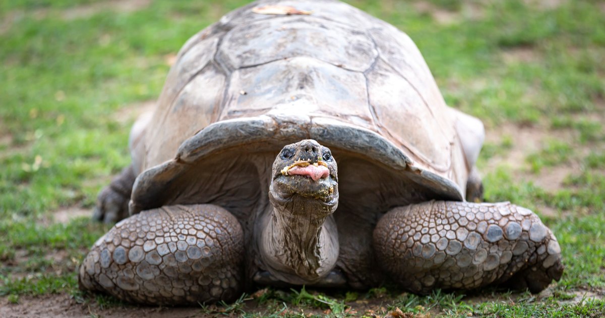 Things to do in Philly this weekend: Zoo tours, MLK clothing drive ...