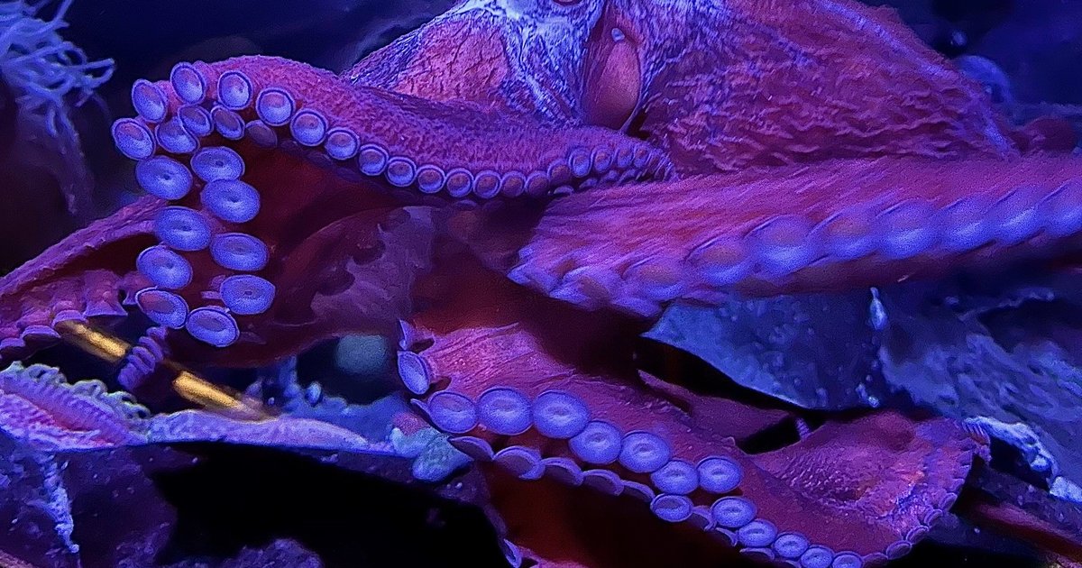 Adventure Aquarium welcomes new giant Pacific octopus named Phantom ...