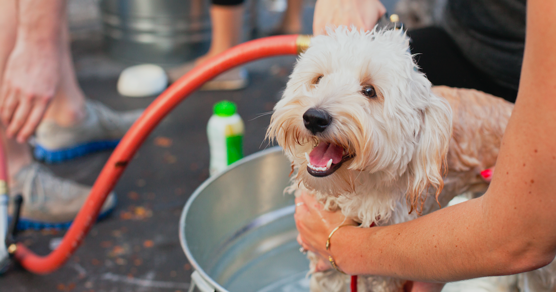 Free dog washes, dog-themed happy hour at Hotel Monaco's 'Dog Days of ...