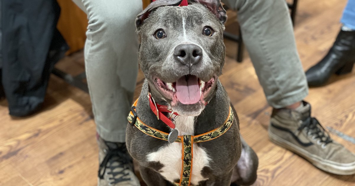 Meet the new Pet of the Week, Pebbles! This affectionate dog can be ...