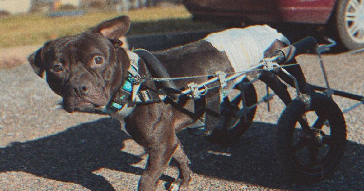 Adoptable dogs in Philly: Lucky, the pitbull mix rescued from SEPTA ...