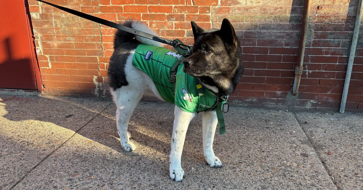Eagles fans brought their dogs to the Super Bowl parade | PhillyVoice