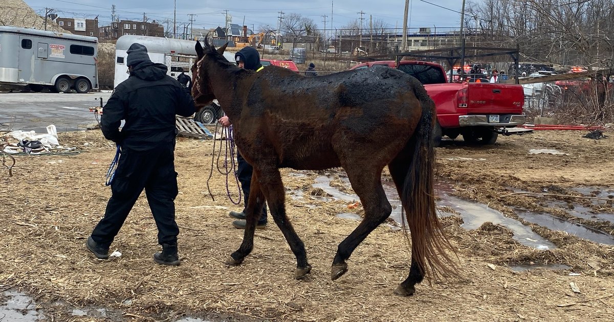 Police say man set fire to Southwest Philly stable, killing 2 horses ...