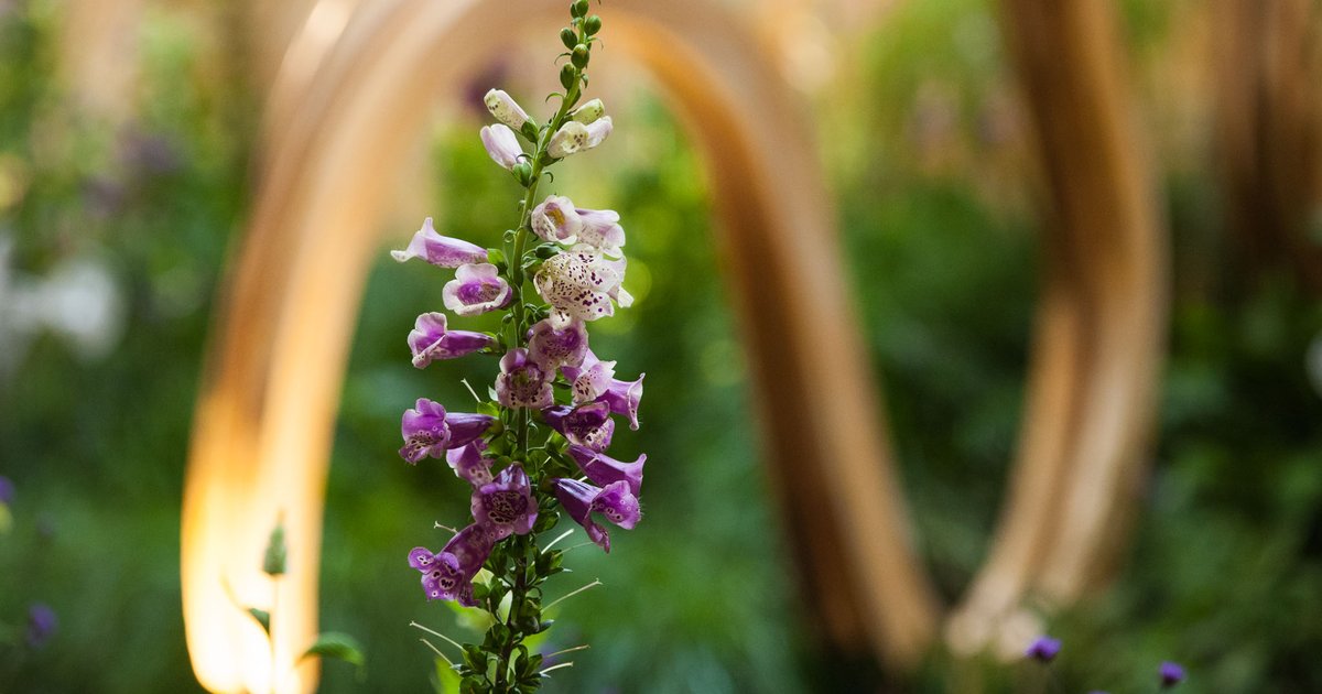 The Ultimate Guide to the 2015 PHS Flower Show | PhillyVoice