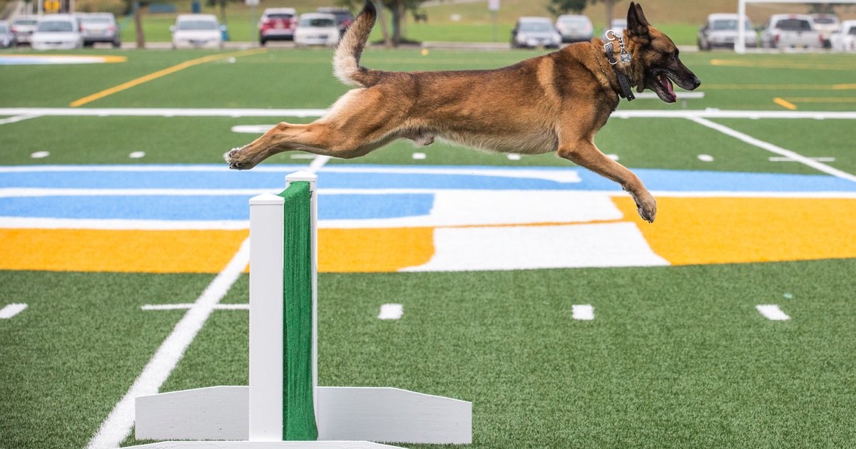 Police canines compete to become America's 'Top Dog' | PhillyVoice