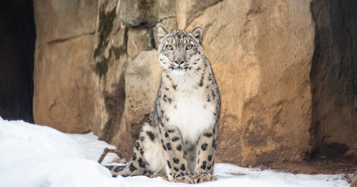 Philadelphia Zoo debuts a new snow leopard named Marcy | PhillyVoice