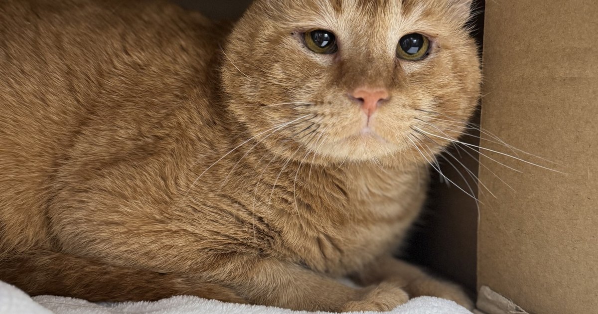 Pennsylvania SPCA social media post goes viral, helping cat get adopted ...