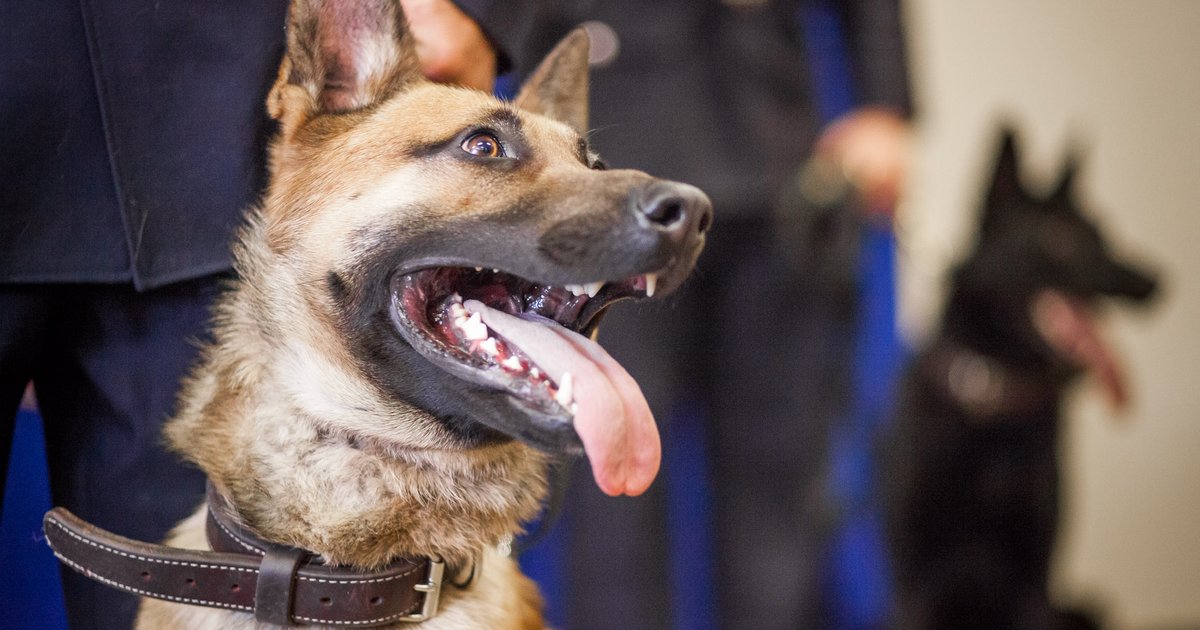 For newest K-9, 'big paws to fill' | PhillyVoice
