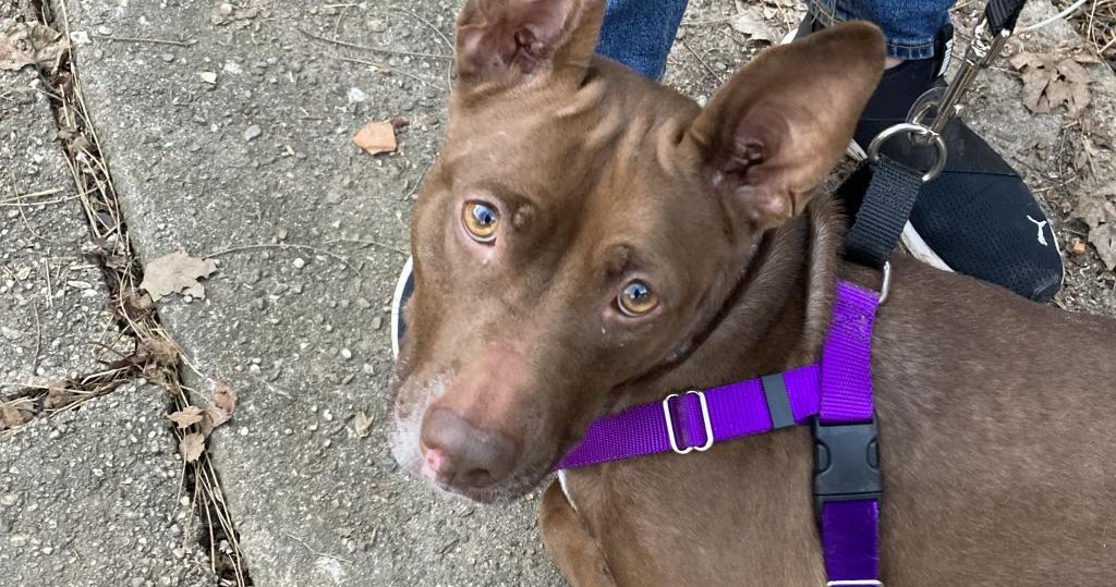 ACCT Philly issues challenge to help more dogs find foster homes ...