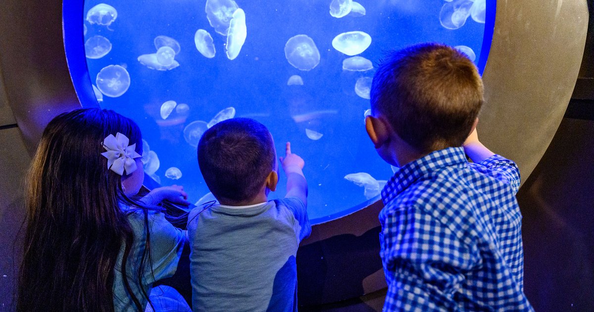 Adventure Aquarium to open new Kaleidoscope Cove exhibit this summer ...