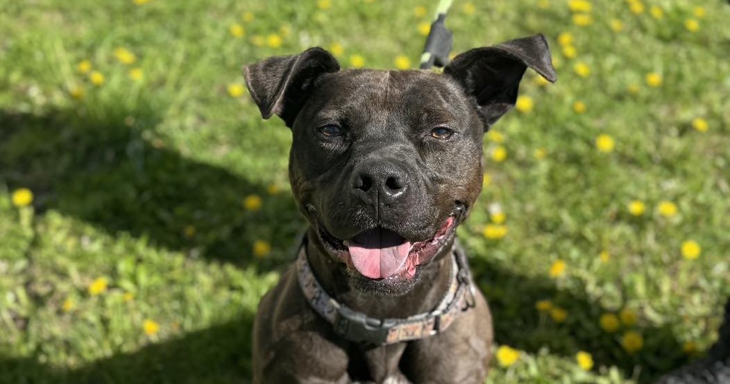 Philly animal shelters will reduce adoption fees to $50 for beginning ...