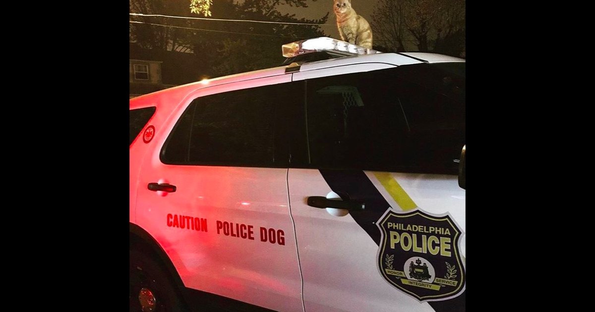 Brave cat perches atop Philadelphia police K-9 vehicle | PhillyVoice