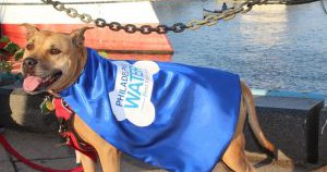 Philadelphia Water Department looking for adoptable dog to help combat ...