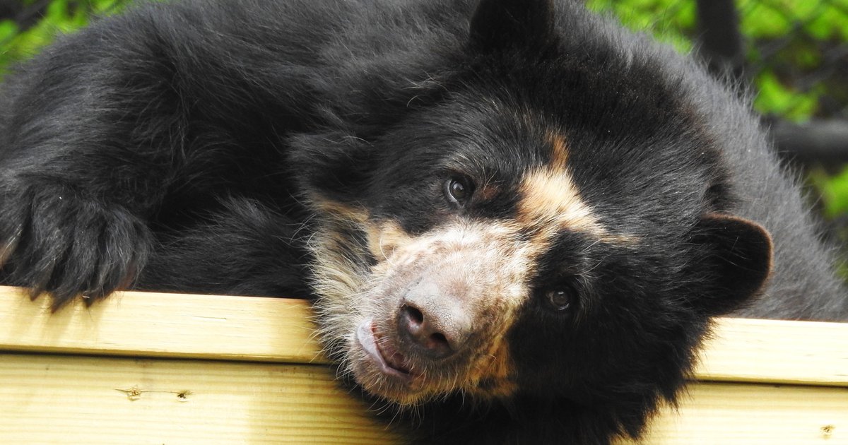Cape May County Park & Zoo welcomes 17-year-old spectacled bear ...