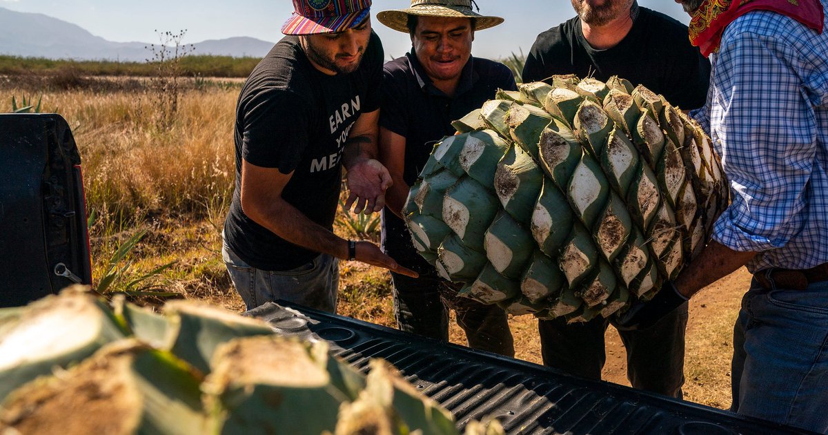 Mezcal's rising popularity poses environmental problems, David Suro ...