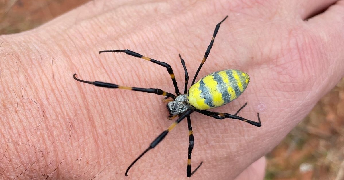 Jorō spiders likely will reach the Northeast in the years ahead, but ...