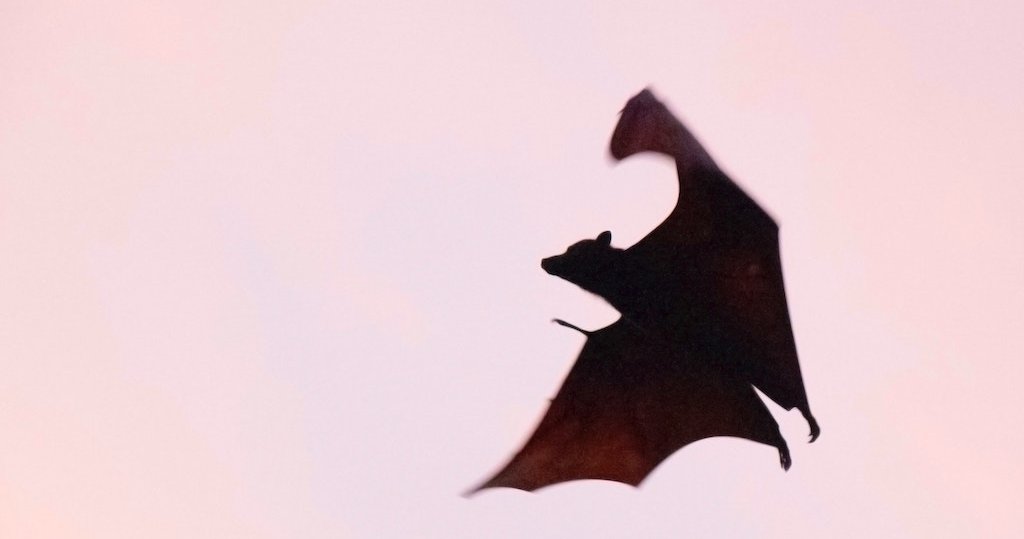 Bats are main culprit behind U.S. rabies cases | PhillyVoice