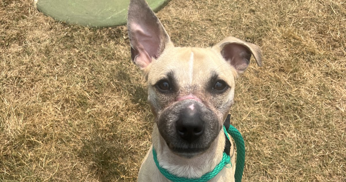 Main Line Animal Rescue seeks adopter or foster for rescue dog found ...