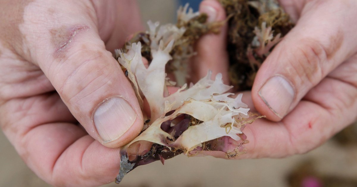 Sea moss has potential health benefits, but they aren't well-studied ...