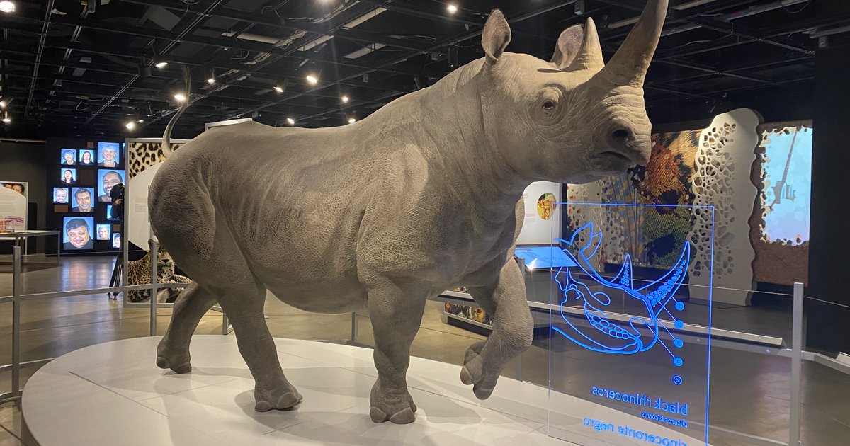 'Skin' exhibit featuring animal scales, feathers and fur opens at ...