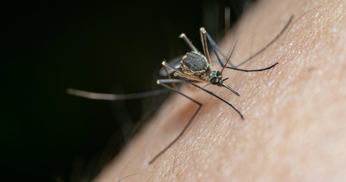 CDC warns of rising dengue fever cases | PhillyVoice