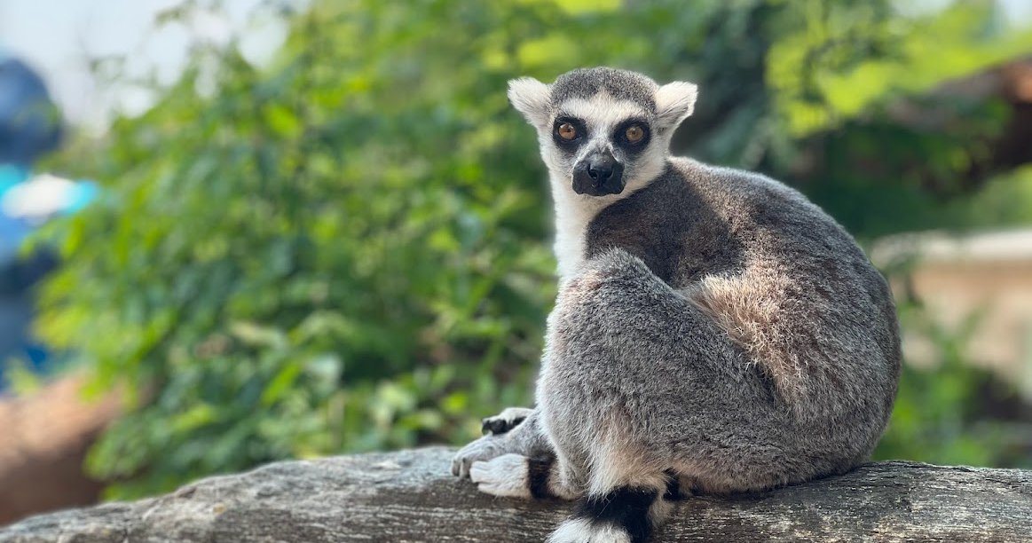 Ring Tailed Lemur Habitat