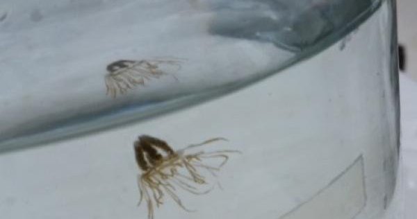 How to avoid clinging jellyfish at the Jersey Shore – and what to do if ...