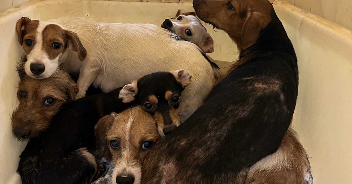 Pennsylvania SPCA rescues over 170 dogs and other animals from Monroe ...