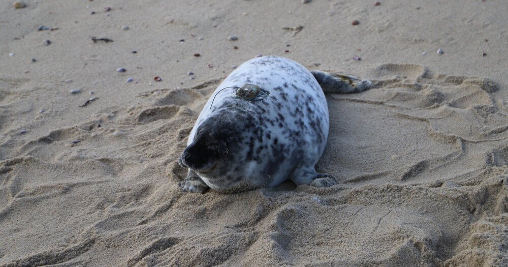 N.J. harbor seals will be tagged by Stockton University thanks to $700K ...