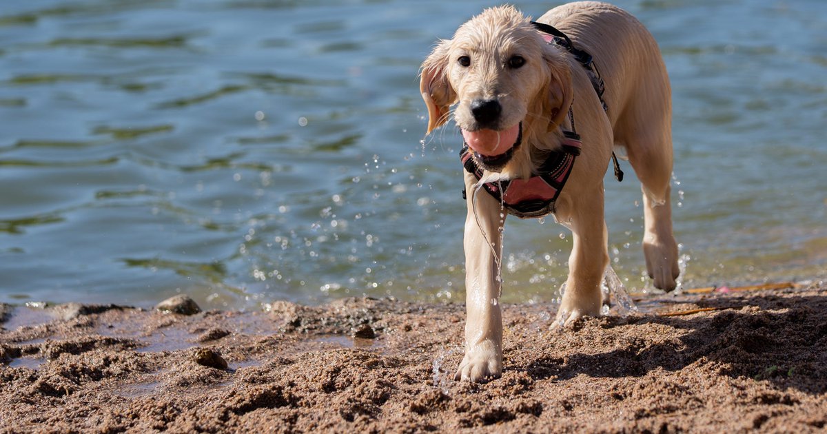 How to keep pets safe during the summer heat | PhillyVoice