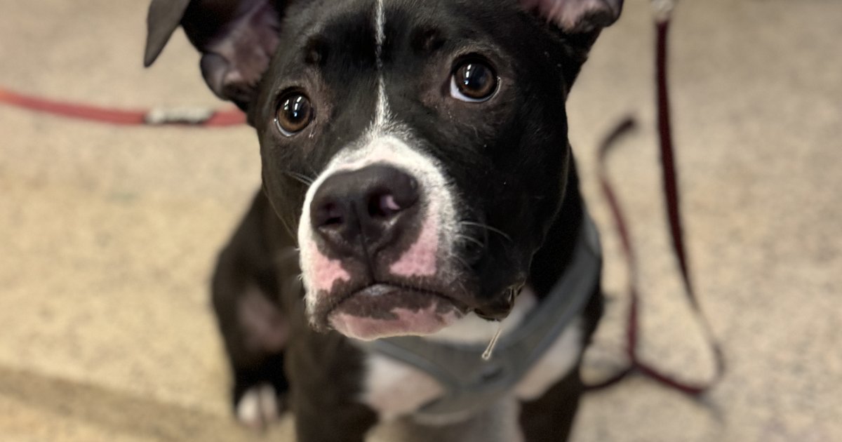 PSPCA rescues dog named Daisy after viral video shows potential abuse ...