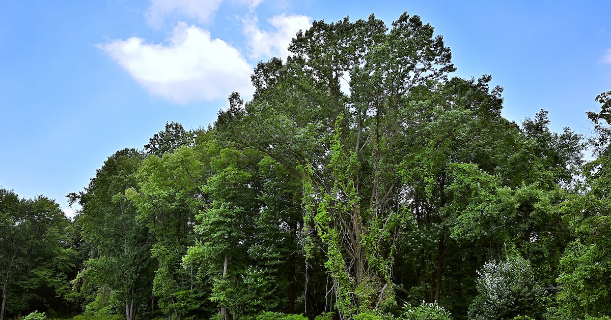 Jessica and Joanna Berwind revealed to be benefactors that saved Boy ...