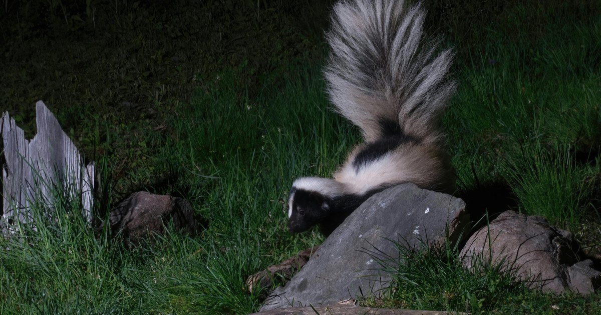 Skunk tests positive for rabies after being captured in New Jersey ...