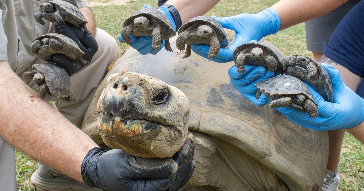 Mommy, the Philly zoo's nearly 100-year-old Galapagos tortoise, now has ...