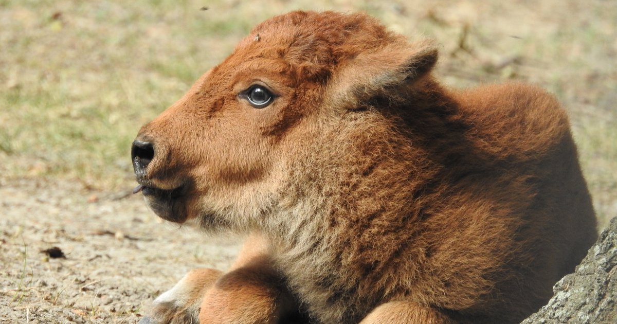 Cape May County Zoo posts photos of newborn American bison calf ...