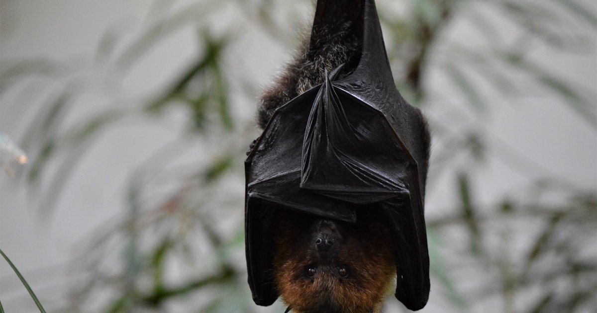 Go bat-spotting at The Woodlands in West Philly on Sept. 8 | PhillyVoice