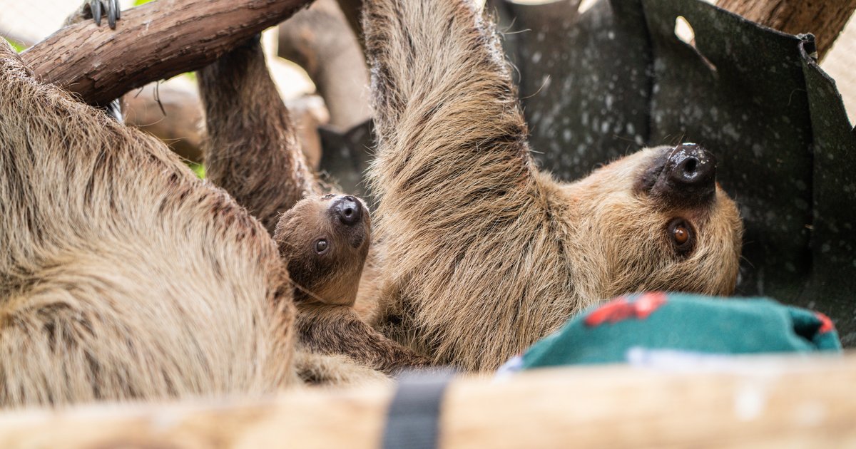 Elmwood Park Zoo has a new baby two-toed sloth | PhillyVoice