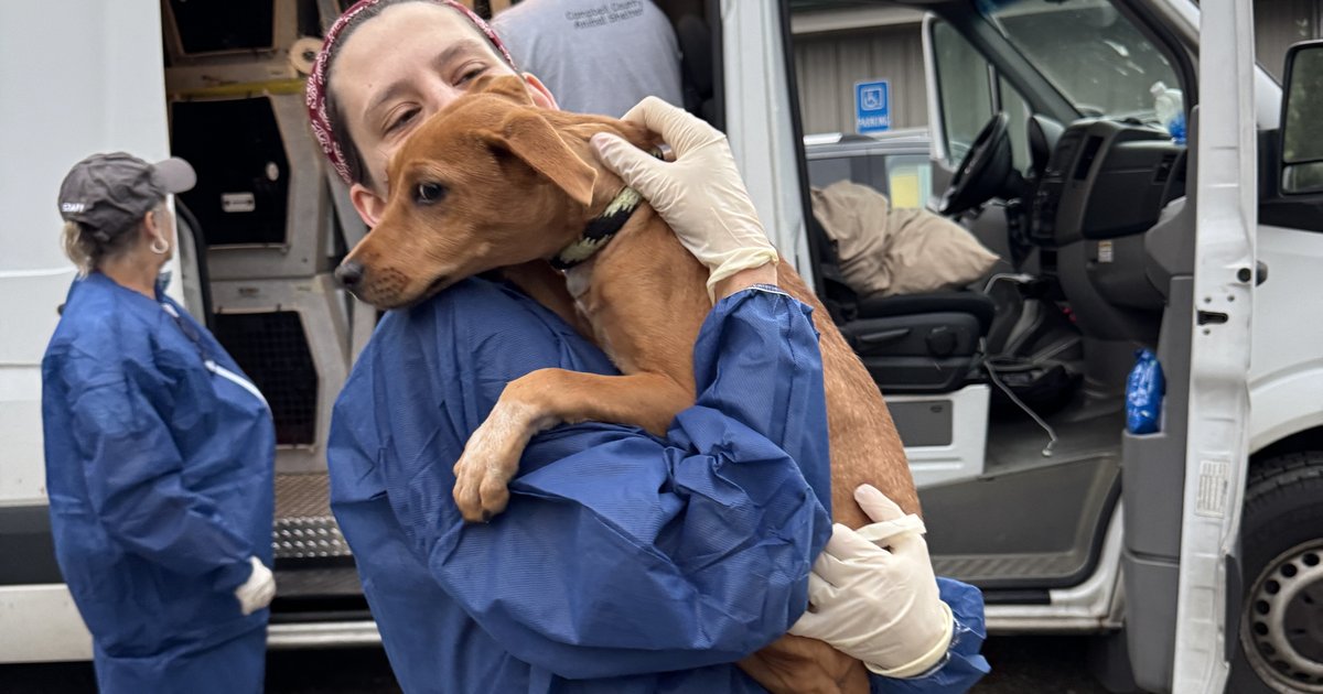 PSPCA takes in dogs from Tennessee shelter after Hurricane Helene ...