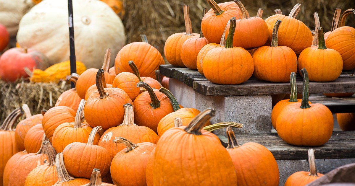 Things to do this weekend, Oct. 17-20 | PhillyVoice