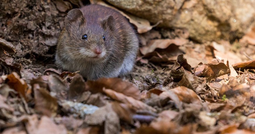 Philly's rat problem is among the worst in the U.S. – here's how to ...