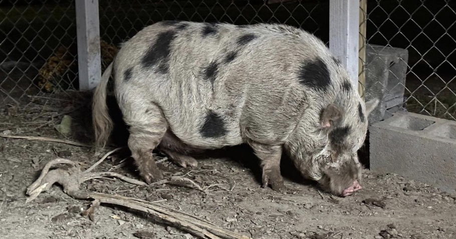 Kevin Bacon, escaped pet pig from Pennsylvania, becomes a Facebook ...