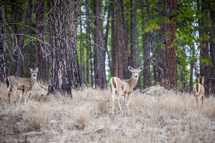 Pa. Game Commission warns drivers to look out for 'increasingly active' deer | PhillyVoice
