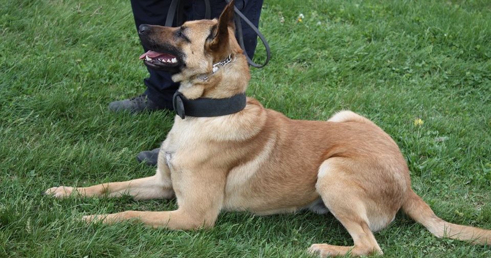 Reading police dog released from hospital after serious fall | PhillyVoice