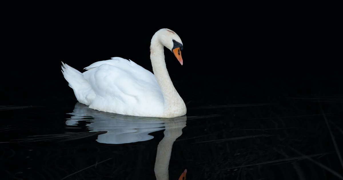 Bird flu in New Jersey: 30 swans dead at lake in Point Pleasant Beach ...