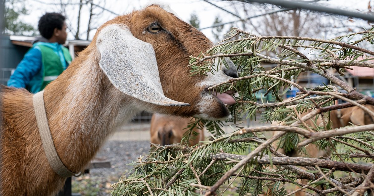 Do goats eat Christmas trees? They do at these Philly recycling events ...