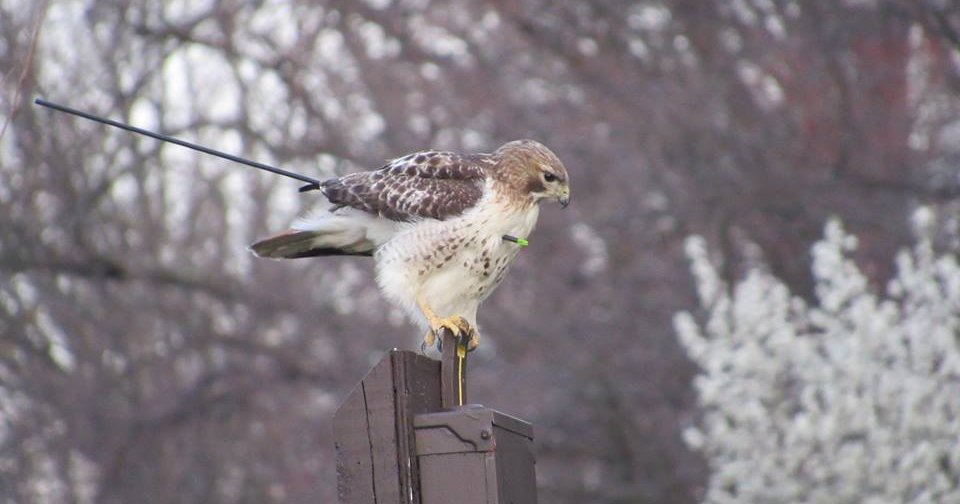 Hawk shot by arrow rehabbed and released | PhillyVoice