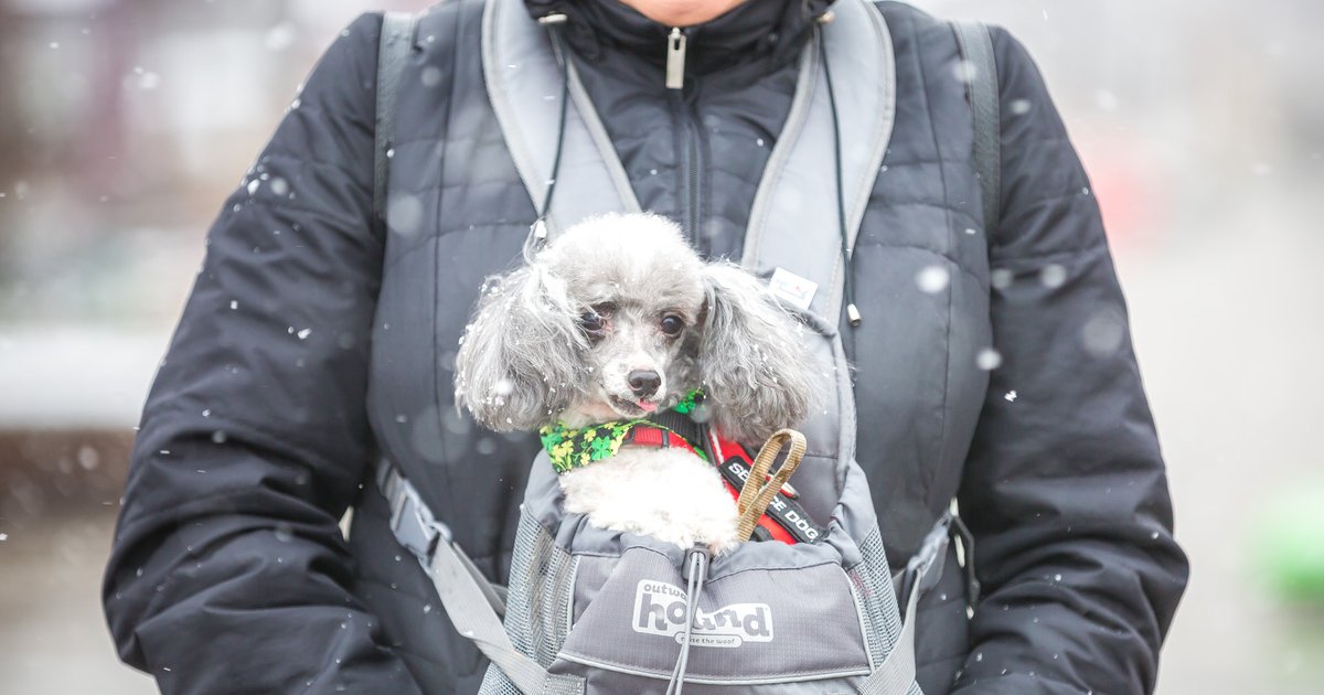 PHOTOS: Snow whips through Philadelphia | PhillyVoice