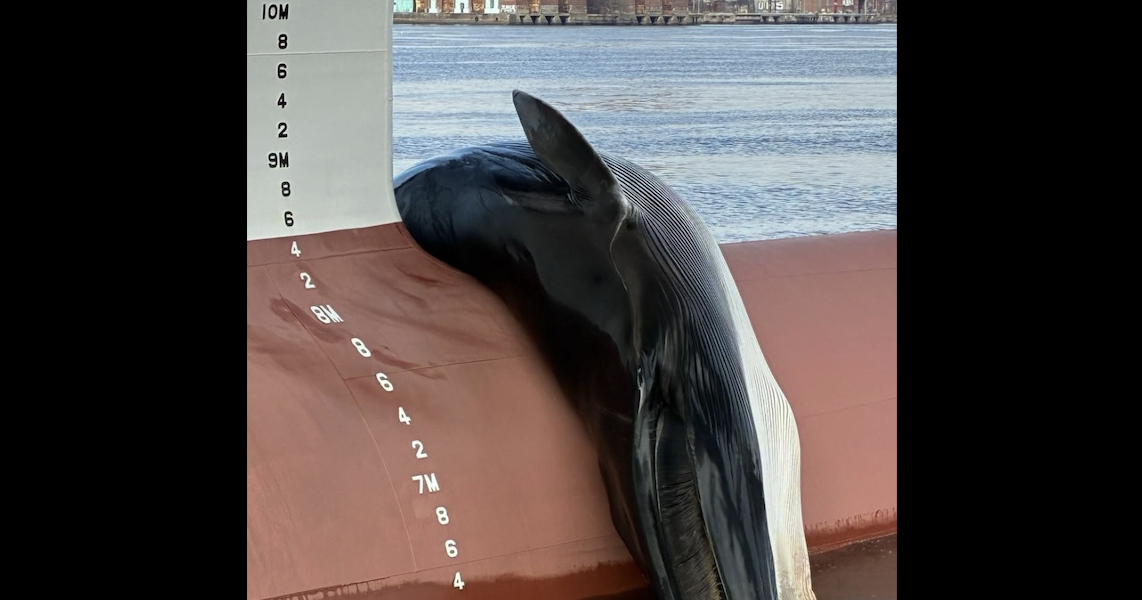 Dead whale found on ship docked at Gloucester Marine Terminal in South ...
